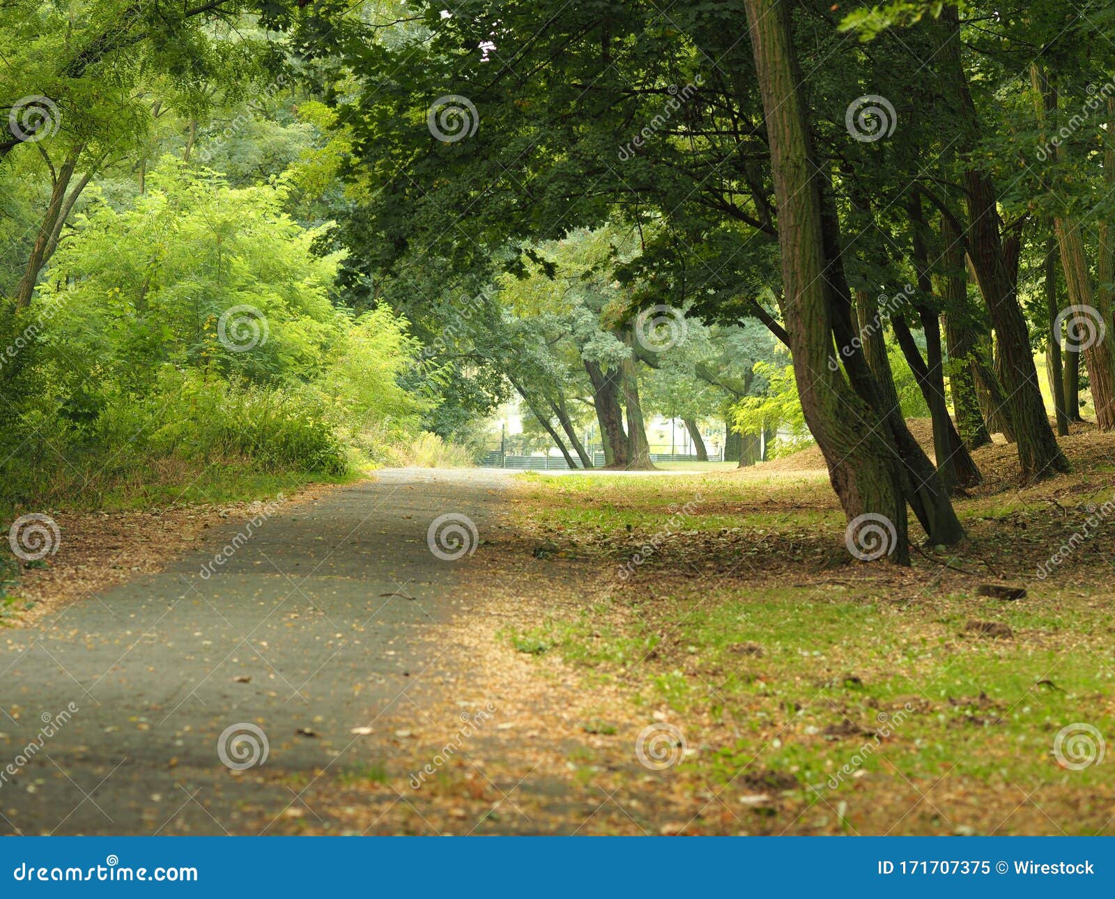 Landscape Shot of Pathway of Trees during Daytime Stock Image - Image ...