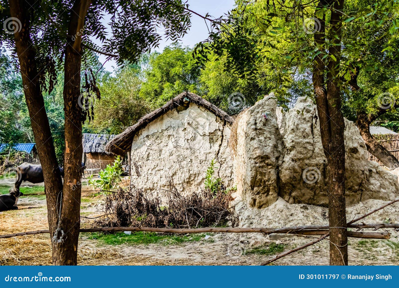 Landscape Shot of a Rural Setting with Cattle, Trees and Huts Stock ...