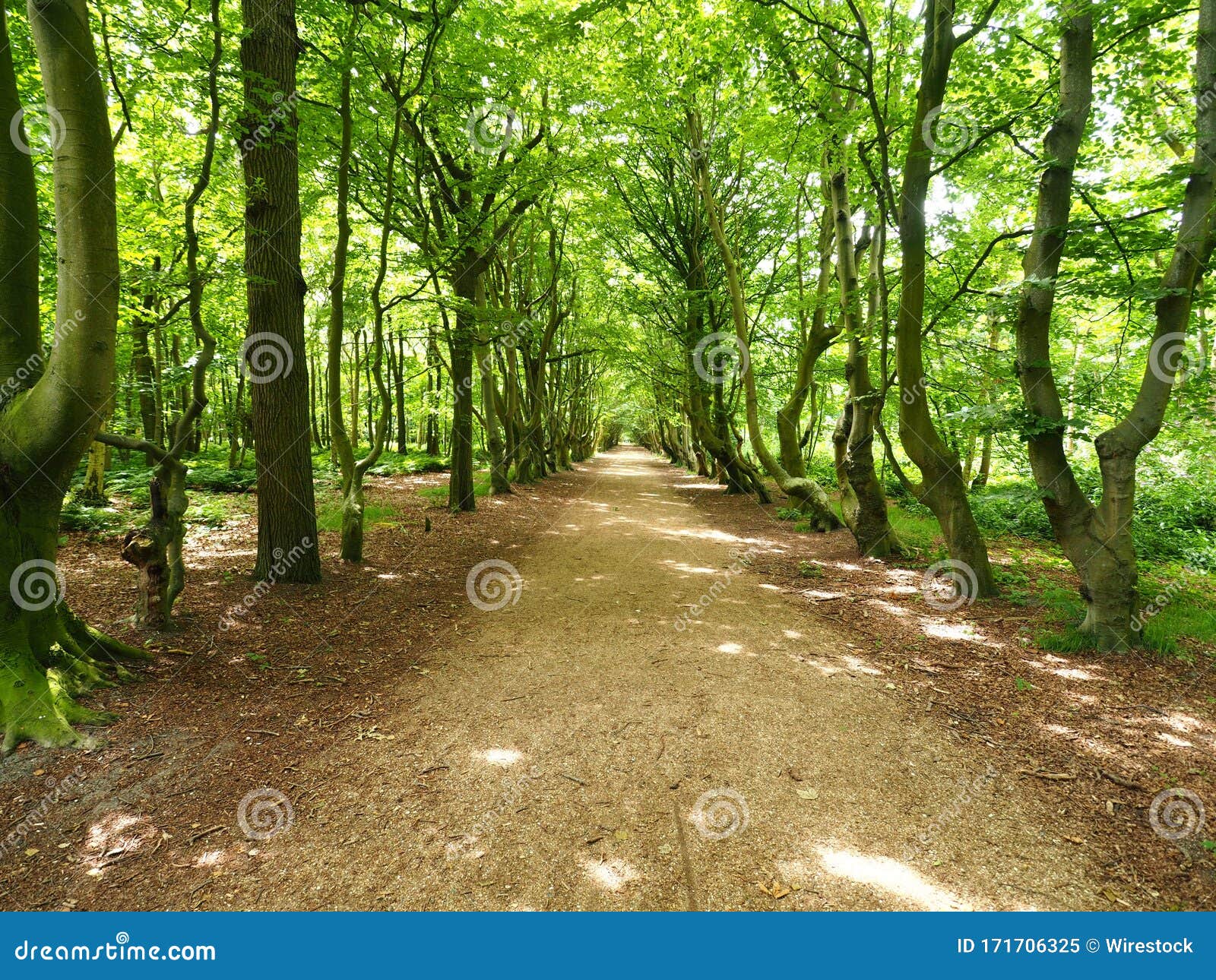 Landscape Shot of a Wide Path with Line Green Trees Stock Image - Image ...