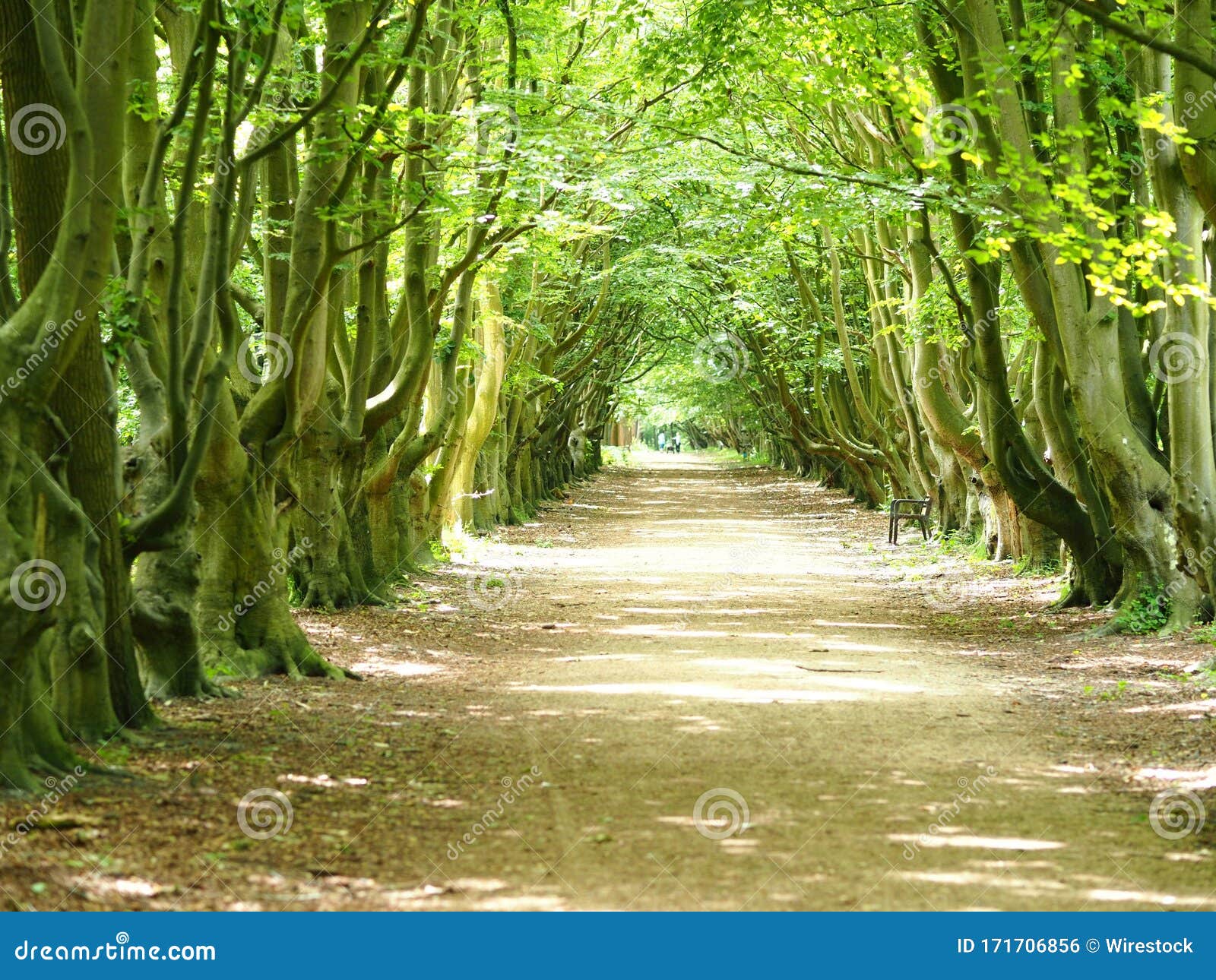Landscape Shot of a Wide Path with Line Green Trees Stock Photo - Image ...