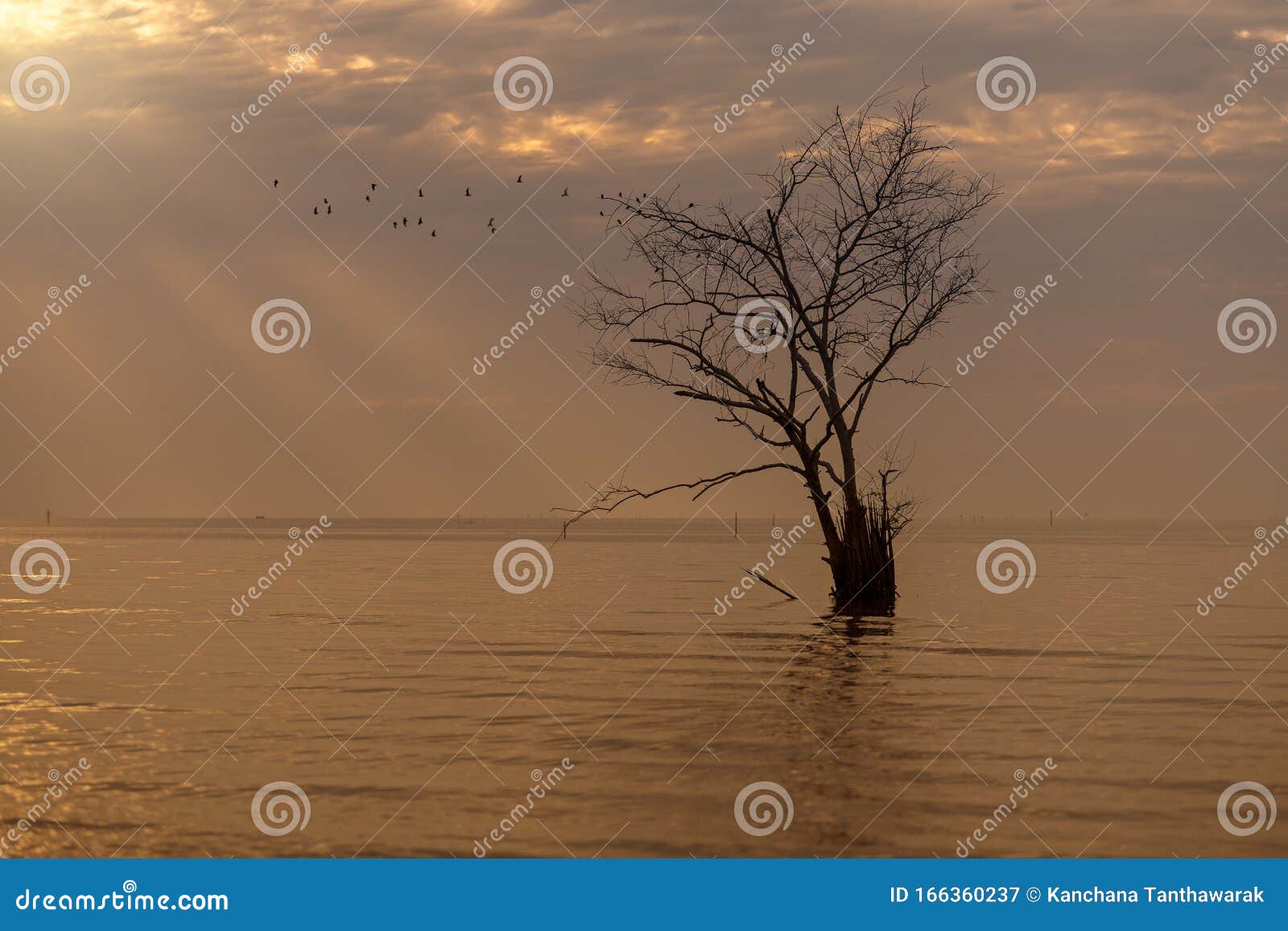 Landscape with Silhouette Single Tree Reflection at Sunset Stock Image ...