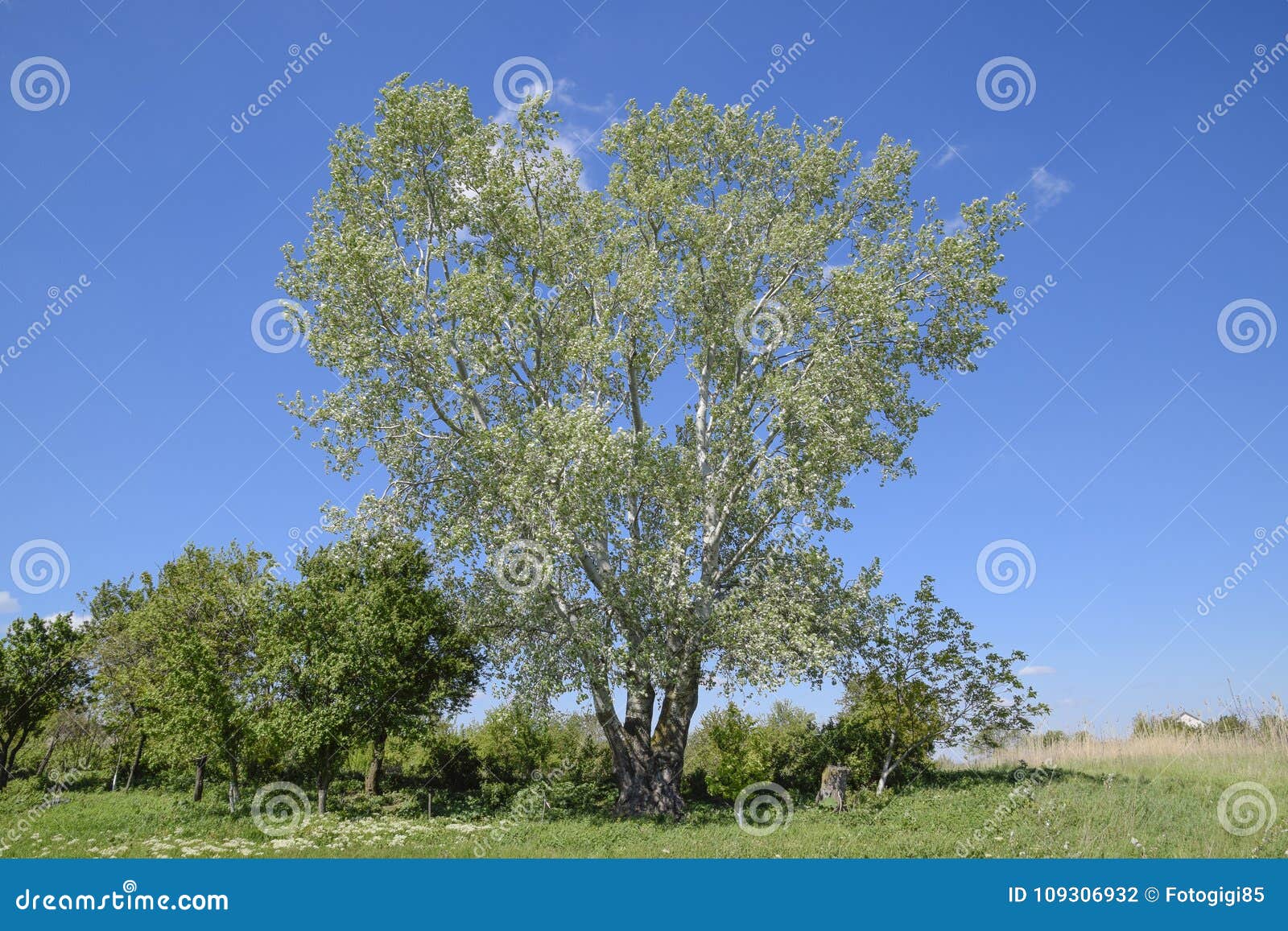 Landscape Silvery Poplar and Other Trees Against the Sky. Stock Photo ...