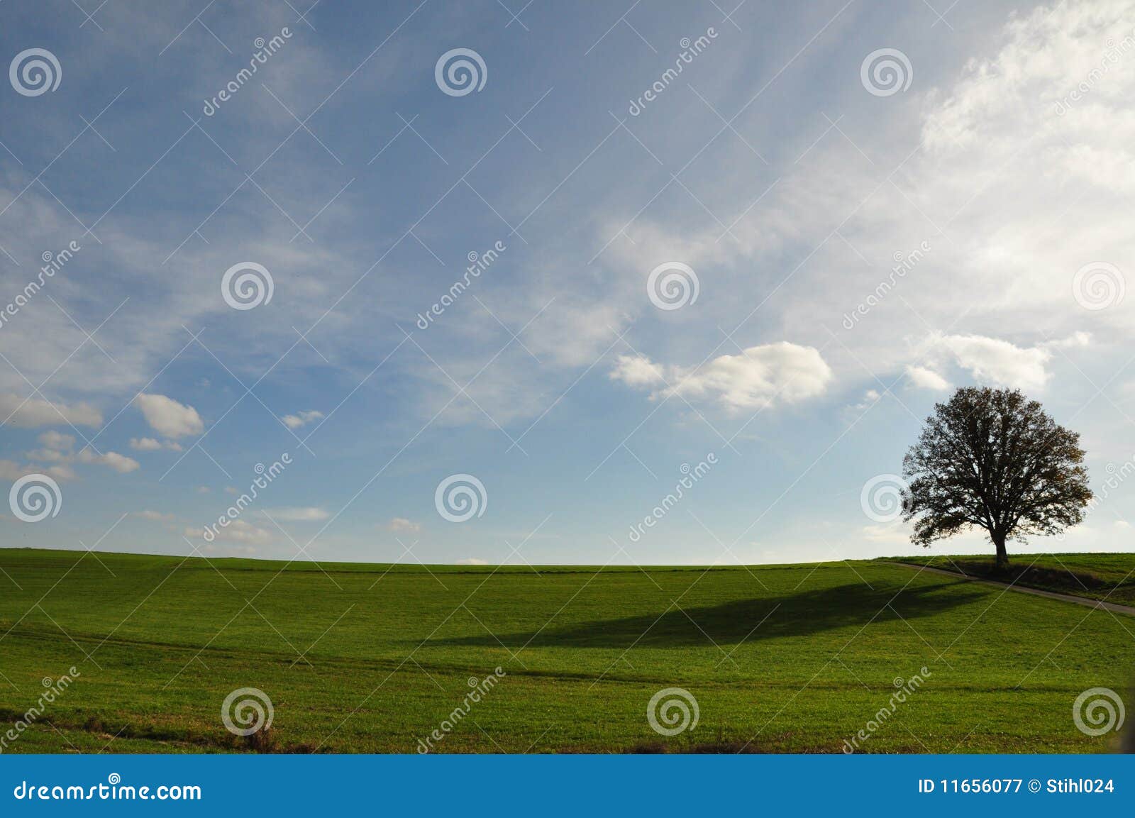 Landscape with single tree stock image. Image of smooth - 11656077