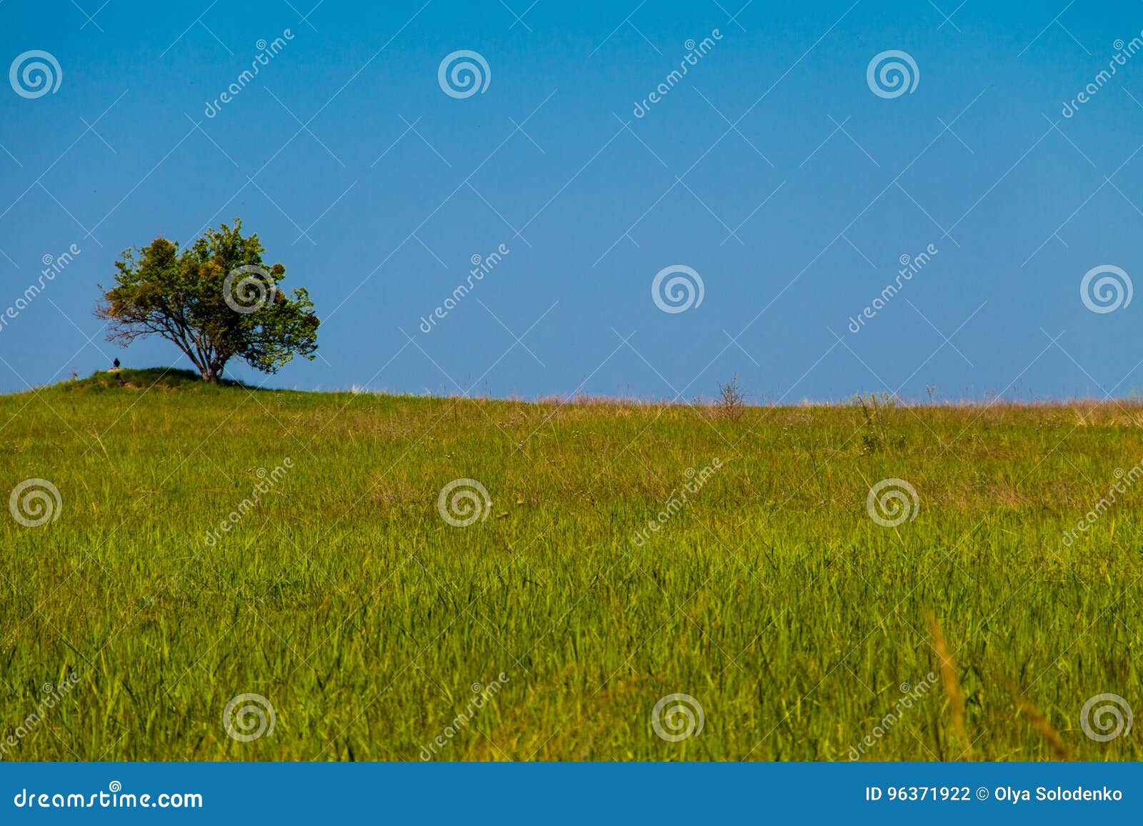 Landscape with Single Tree on Hill, Green Meadow and Blue Sky Stock ...