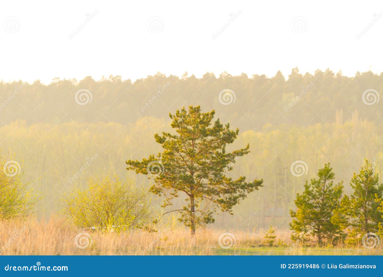 Landscape with single tree stock photo. Image of nature - 225919486