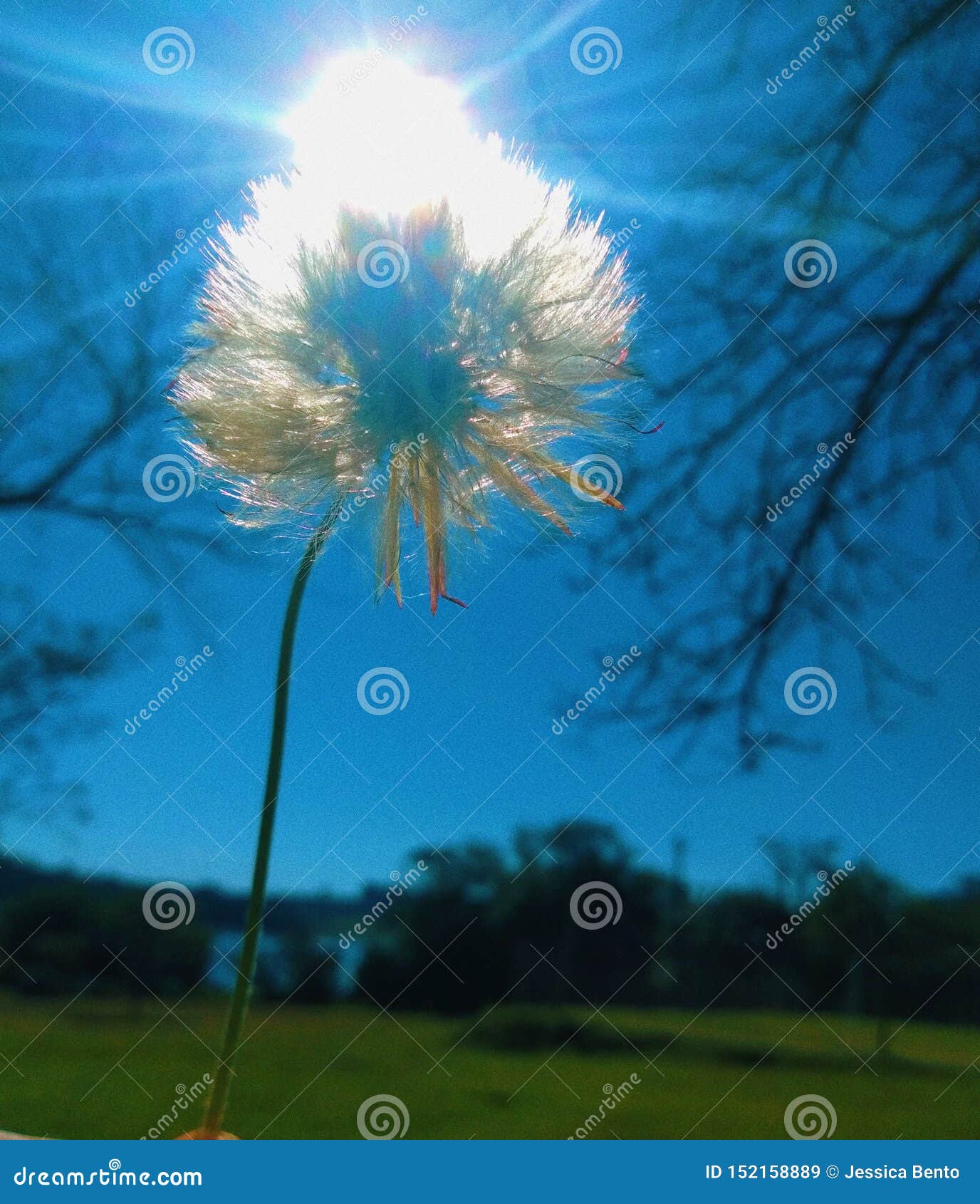 Dandelion stock image. Image of summer, dandelion, trees - 152158889