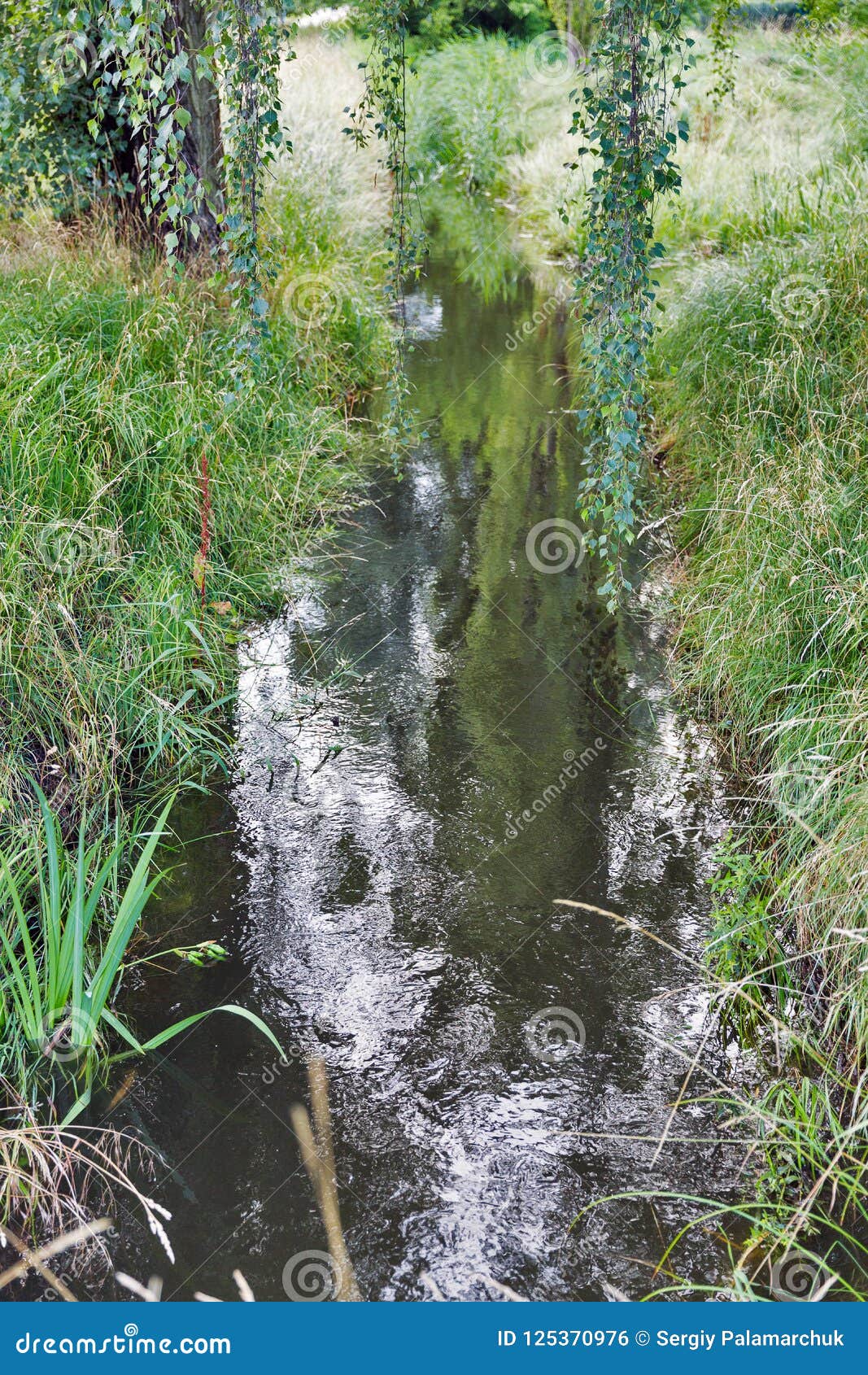 Landscape with Small Forest Stream Stock Photo - Image of green ...