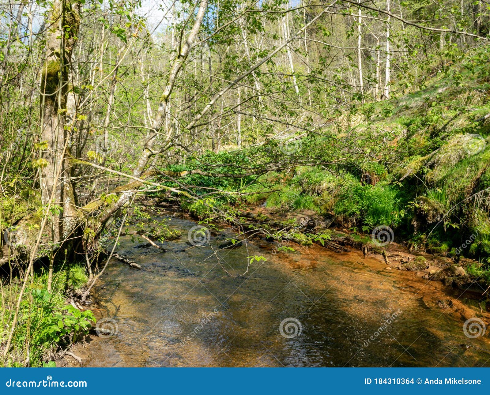 Landscape from a Small River, a Lot of Bright Grass on the Bank ...
