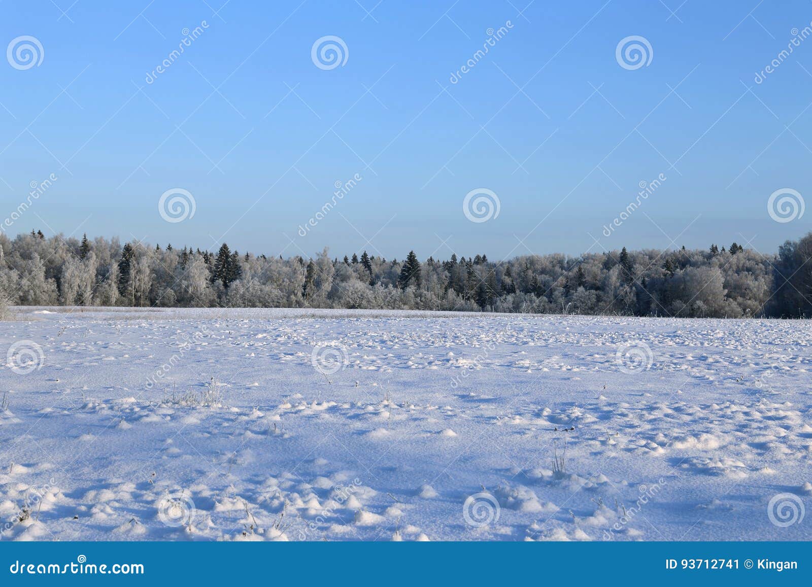 Landscape of Snow-covered Field and Trees are Spruce and Birch Stock ...