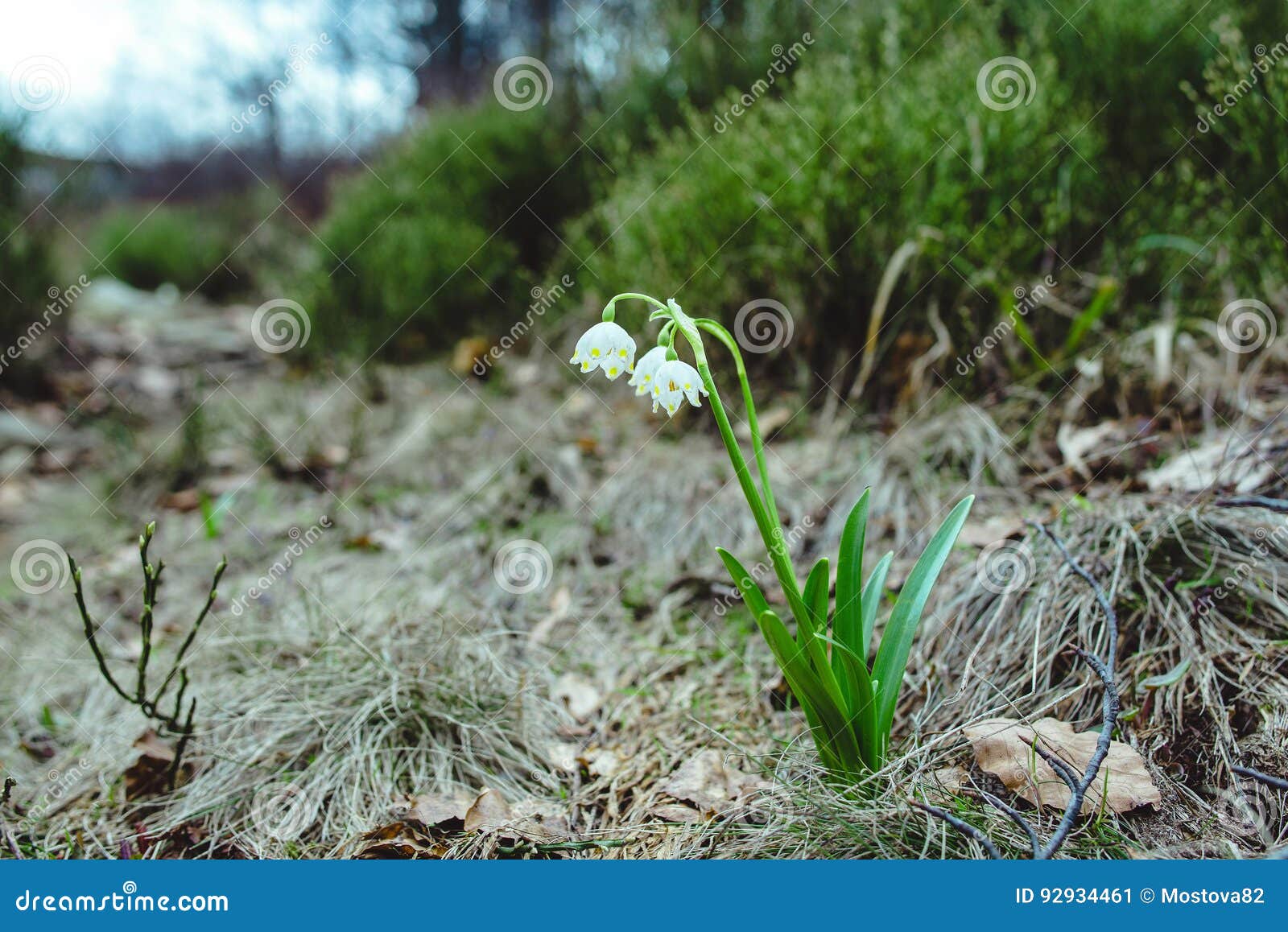 Landscape of Snowdrops Field in Spring Stock Image - Image of field ...