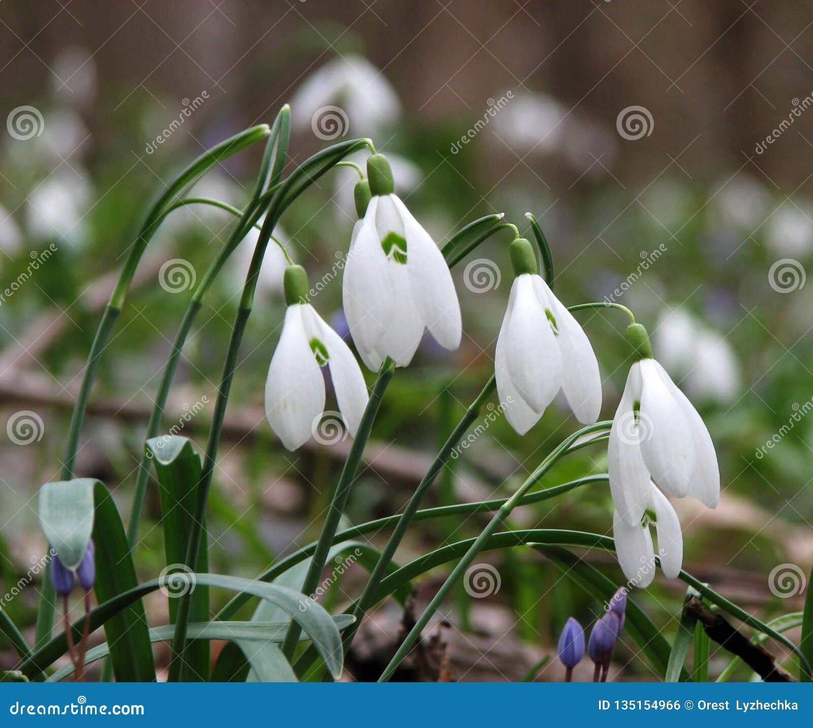 Flowering Snowdrops in the Woods Stock Photo - Image of plant, macro ...