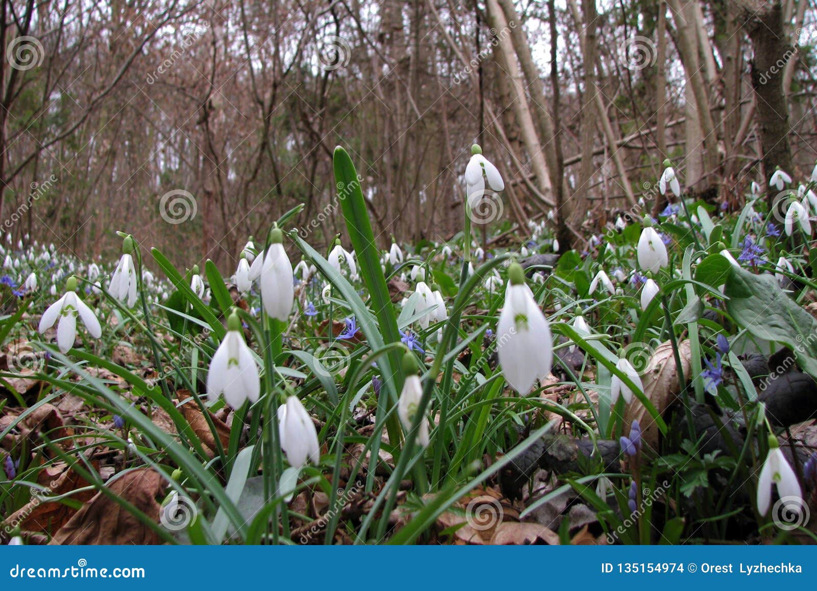 Flowering Snowdrops in the Woods Stock Photo - Image of snowdrop ...