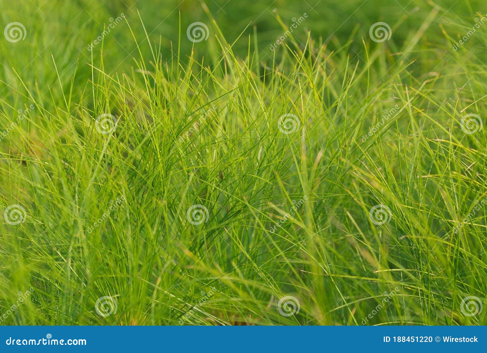 Landscape of Some Messy Long Grasses - Perfect for the Background Stock ...