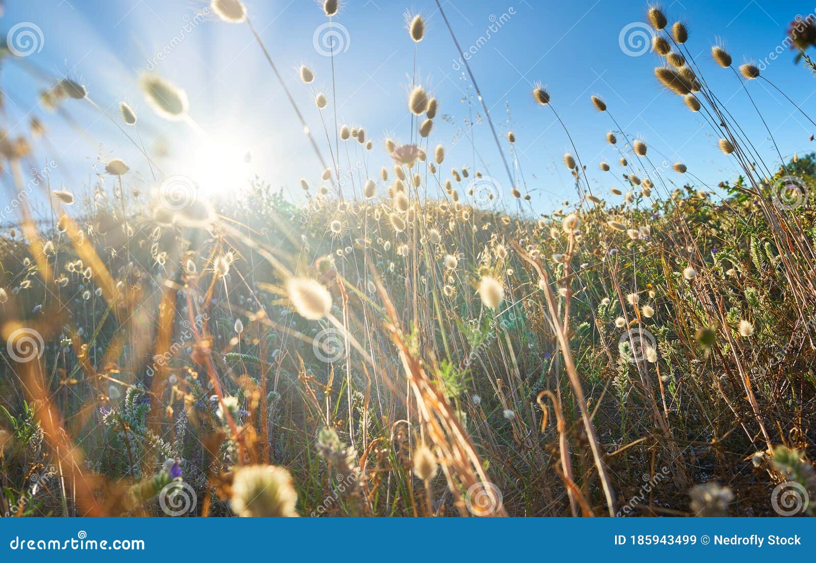Landscape of Spikey Plants at Sunset Stock Image - Image of landscape ...