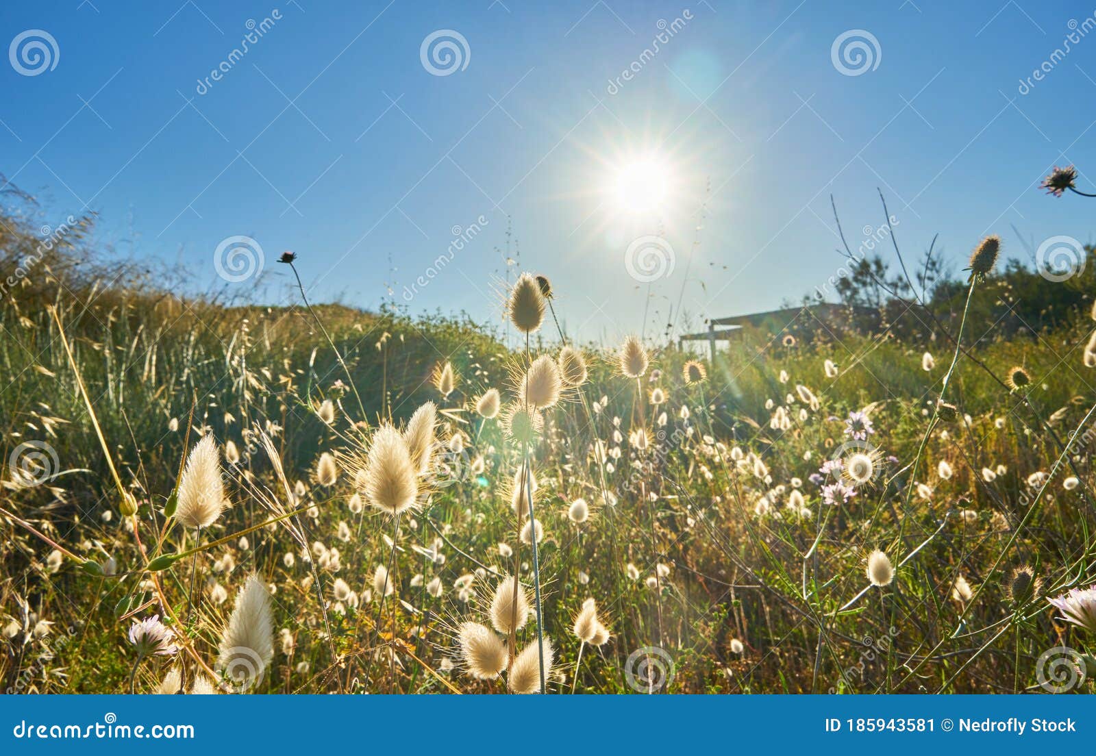 Landscape of Spikey Plants at Sunset Stock Image - Image of autumn ...