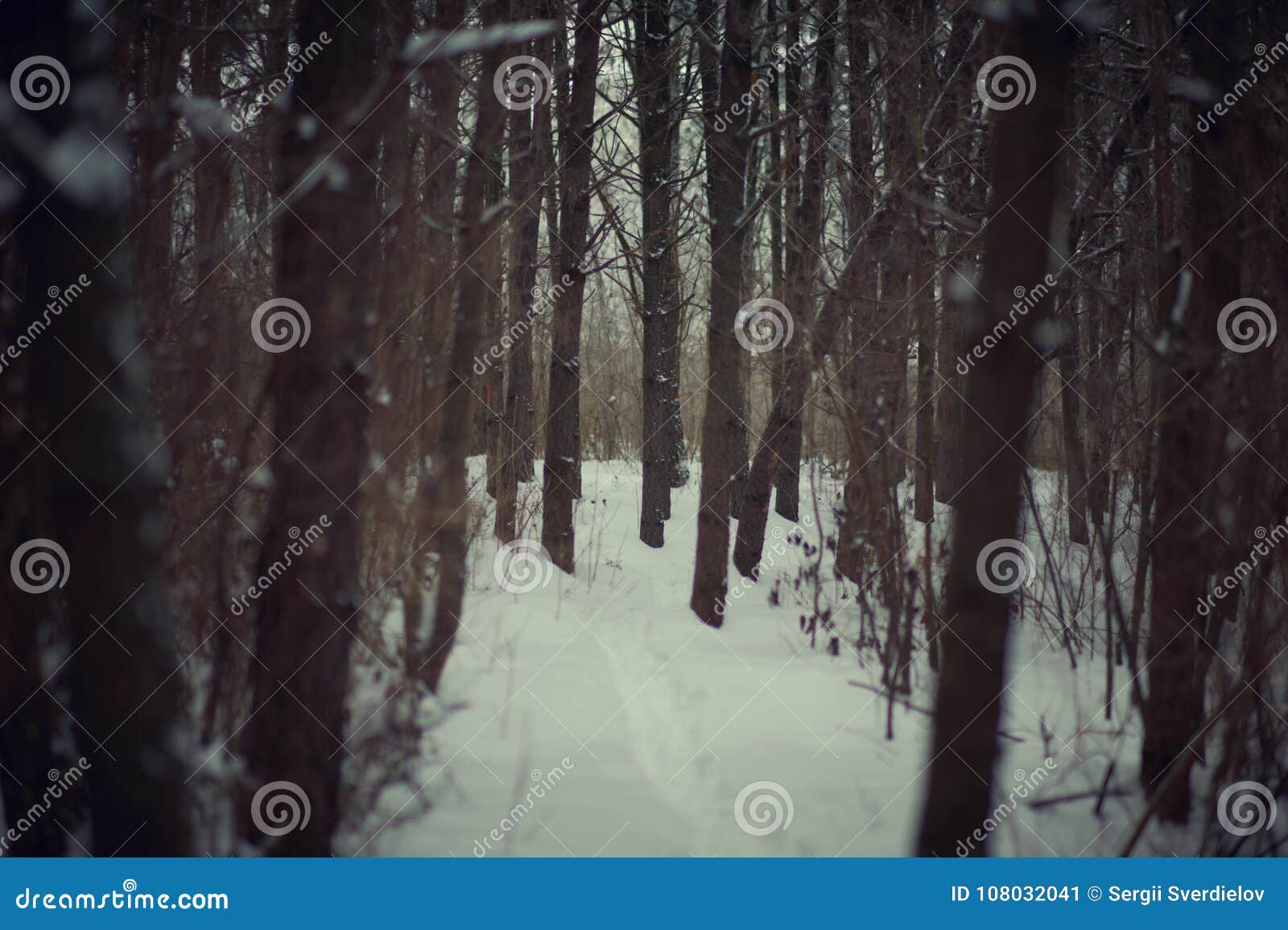 Landscape of Spooky Winter Forest Covered by Snow Stock Image - Image ...