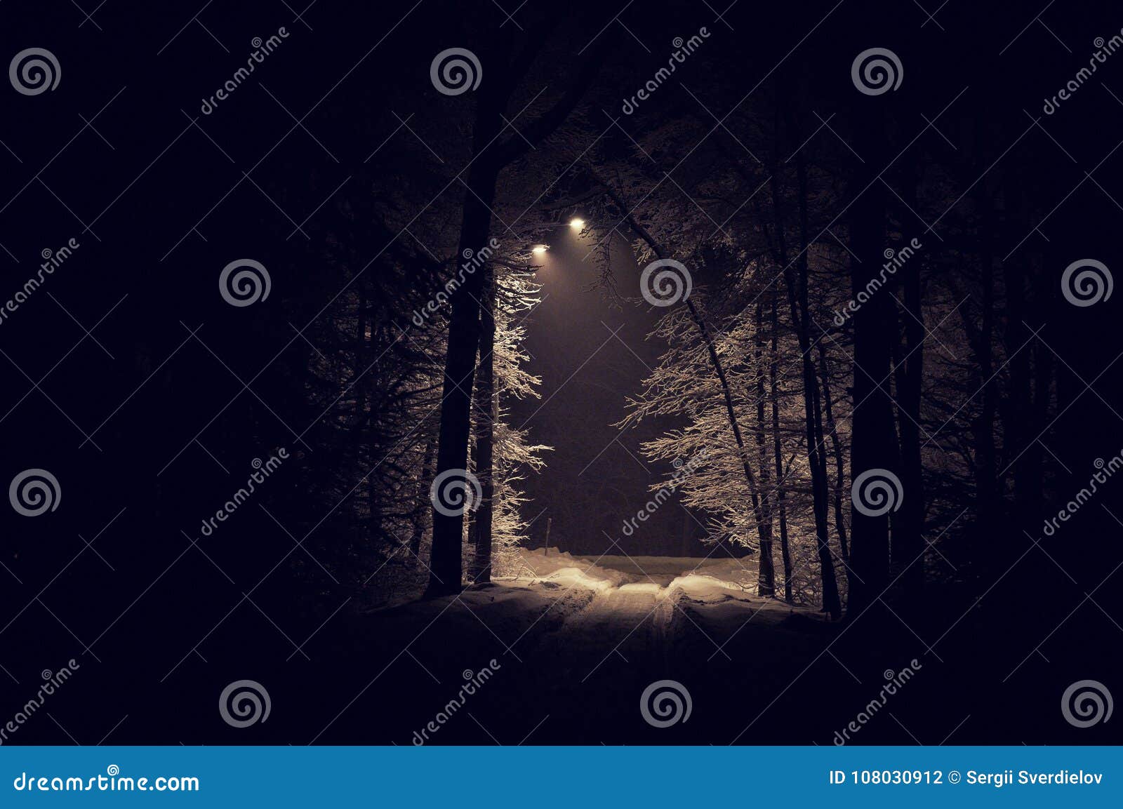 Landscape of Spooky Winter Forest Covered by Snow Stock Photo - Image ...