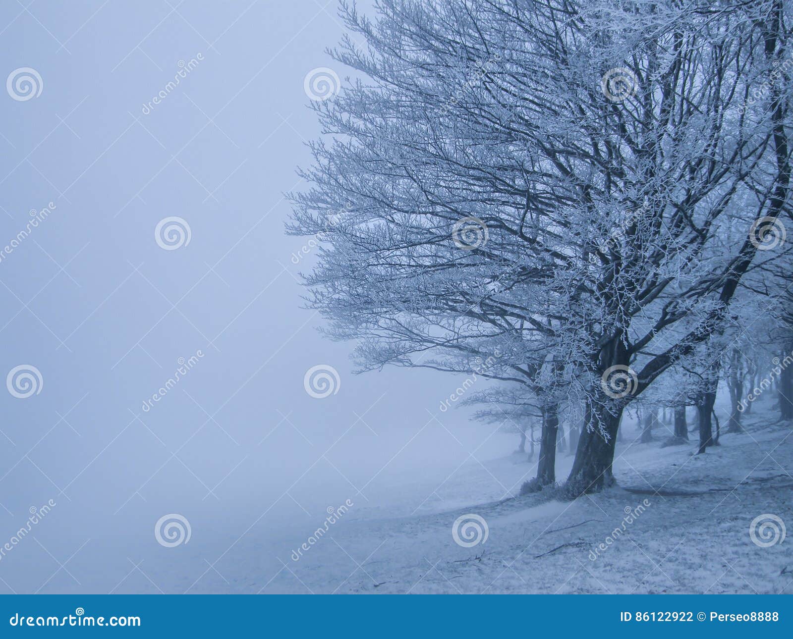 Landscape of Spooky Winter Forest. Stock Photo - Image of spooky, mist ...