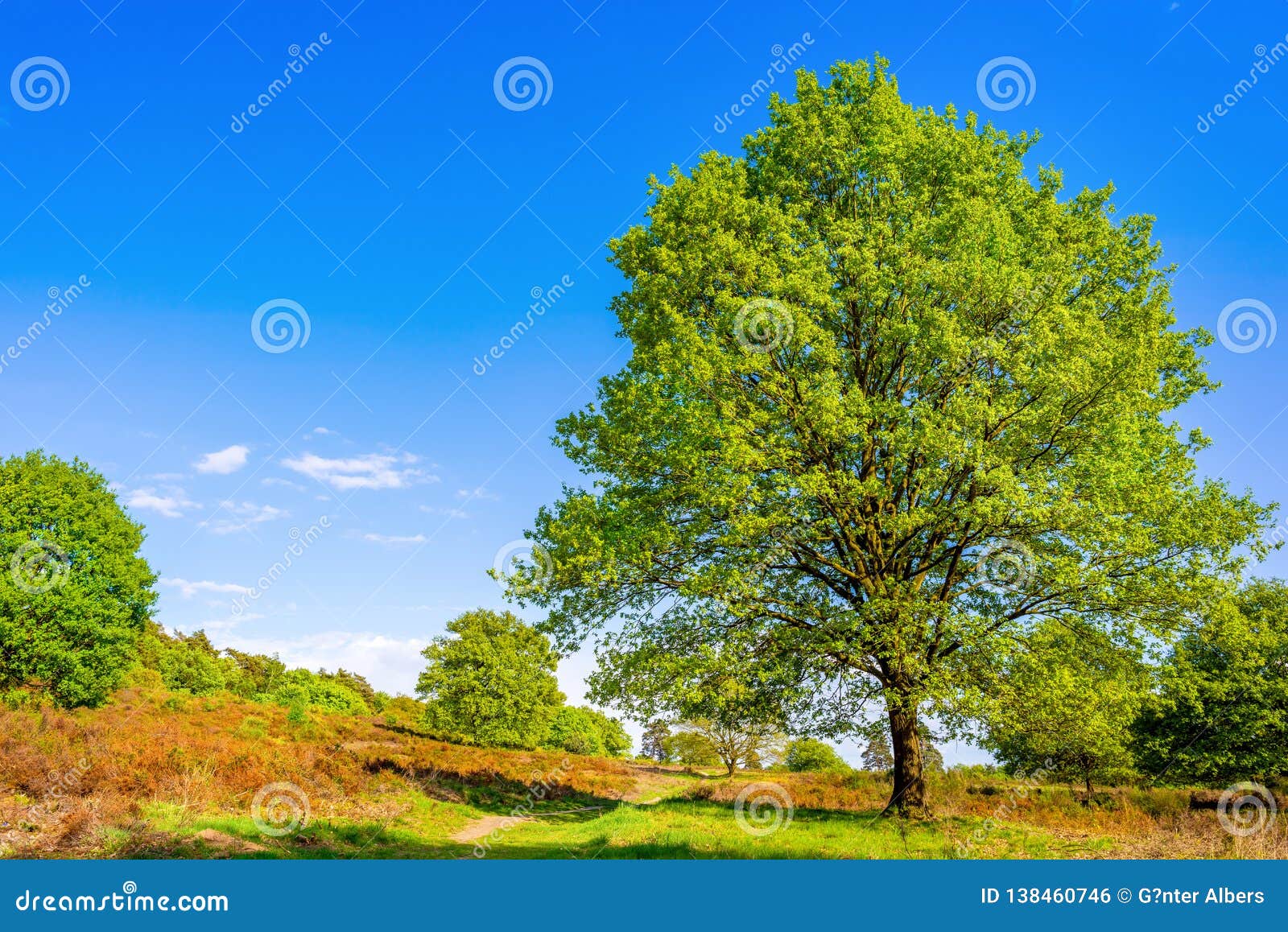 Big oak tree in spring stock photo. Image of nature - 138460746