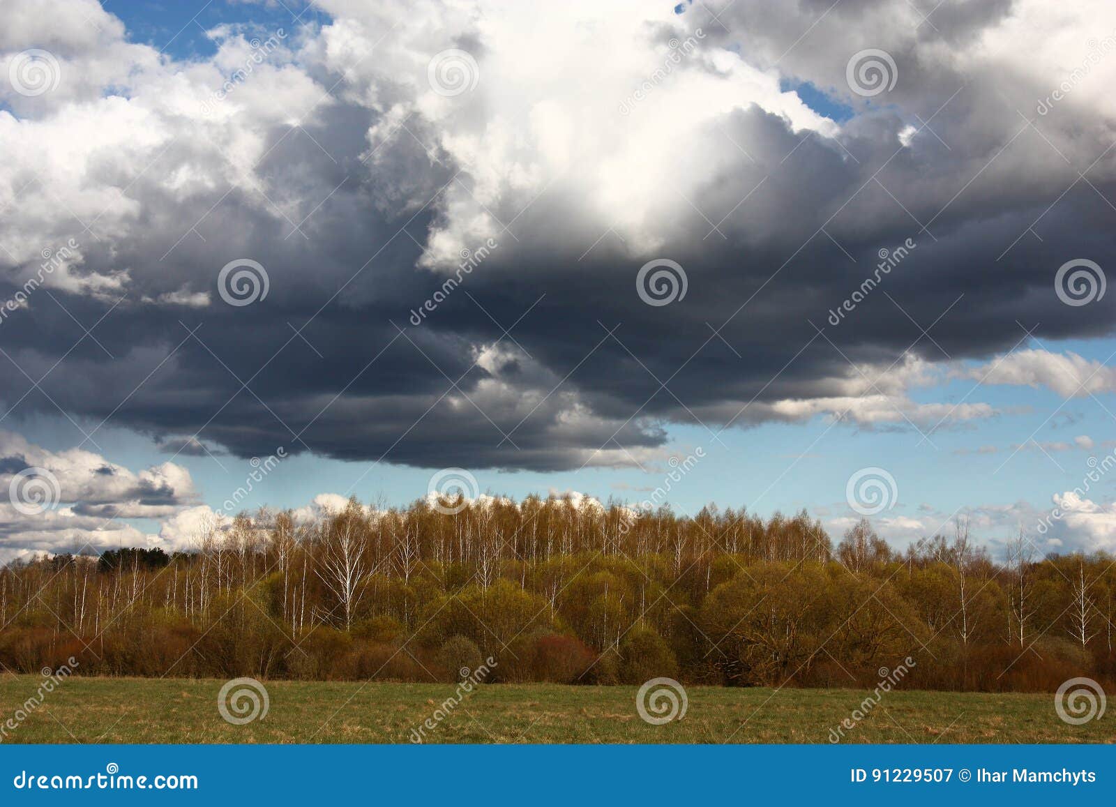 Landscape of Spring Deciduous Forest. Stock Image - Image of wood ...