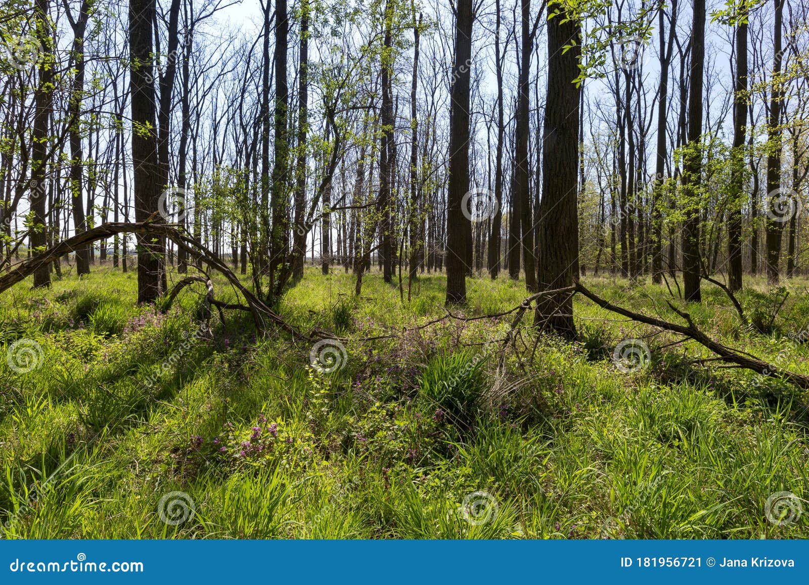 Landscape of Spring, Floodplain Green Forest with Beautiful Shadows and ...