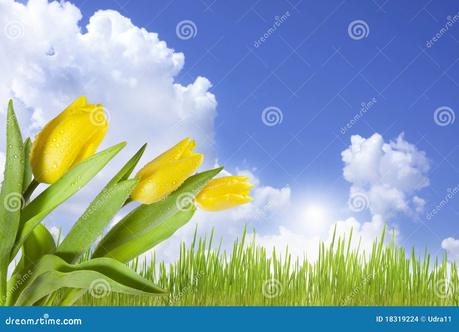 Landscape of Spring Flowers on Blue Sky Stock Photo - Image of blue ...