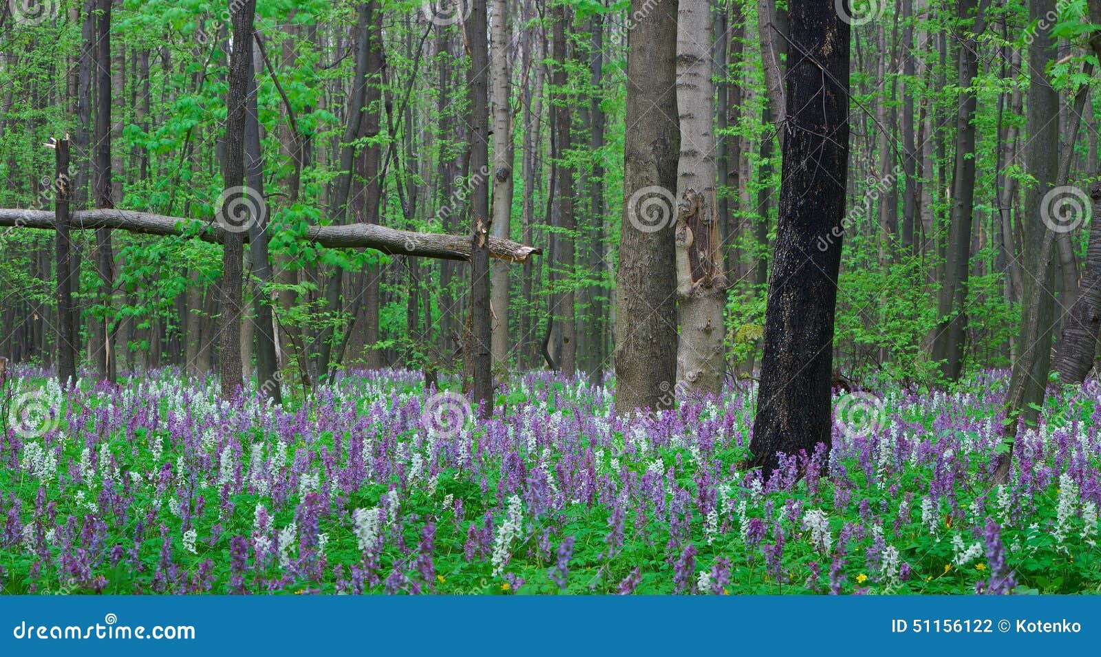 Landscape in the Spring Forest Stock Photo - Image of corydalis, spring ...