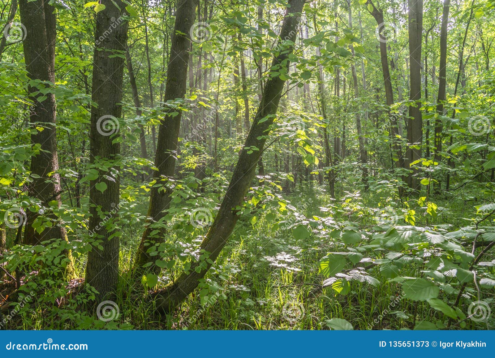 Landscape, Spring Morning, Fog in the Forest Stock Image - Image of ...
