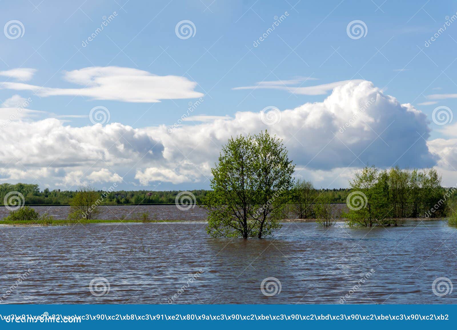 Spring River during High Water Stock Photo - Image of flood, foliage ...