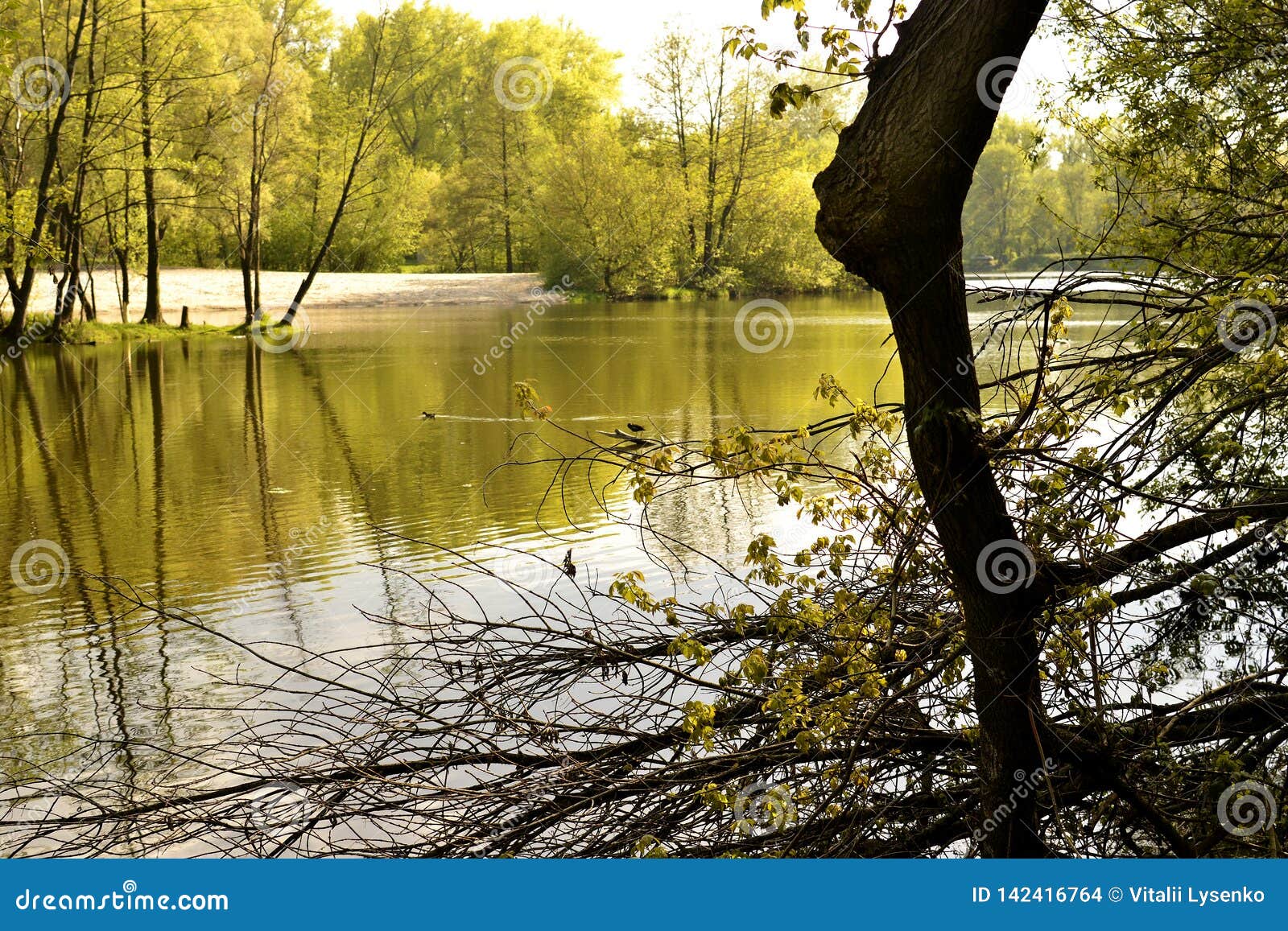 Beautiful Landscape Spring River Trees Stock Photo - Image of clouds ...