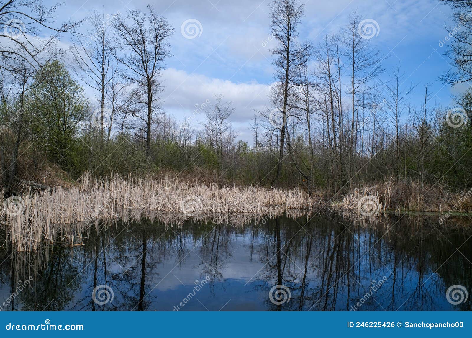 Landscape of a Spring Landscape in a Swamp. Stock Photo - Image of ...