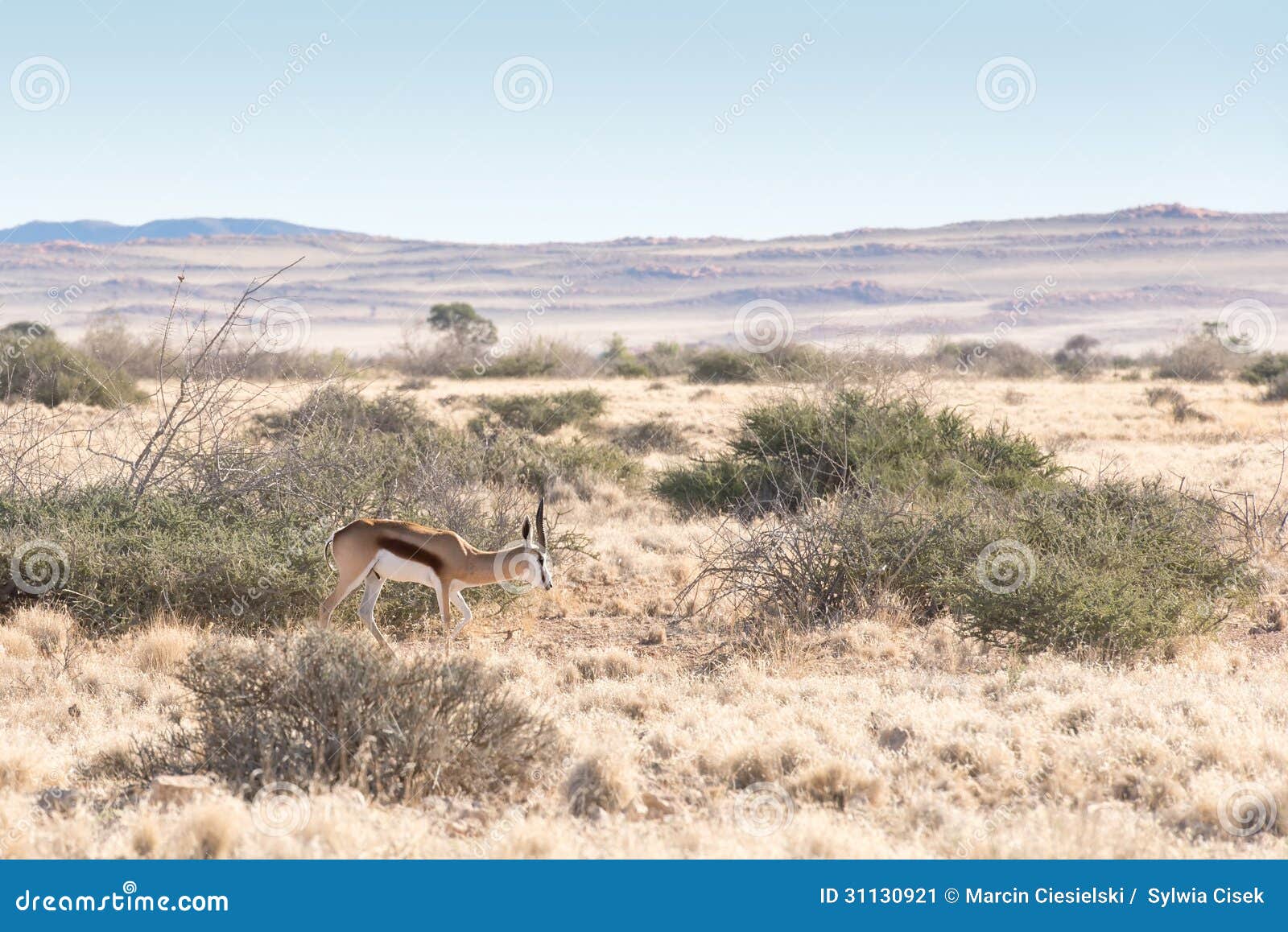 Landscape with a springbok stock image. Image of gazelle - 31130921