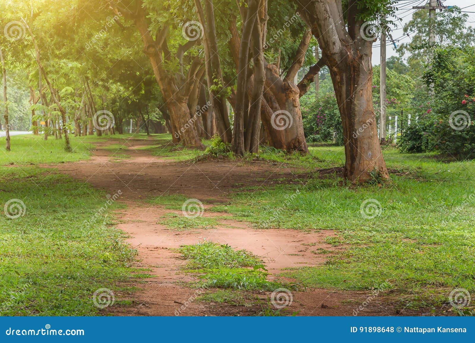 Landscape of Straight Road Under the Trees Stock Photo - Image of ...