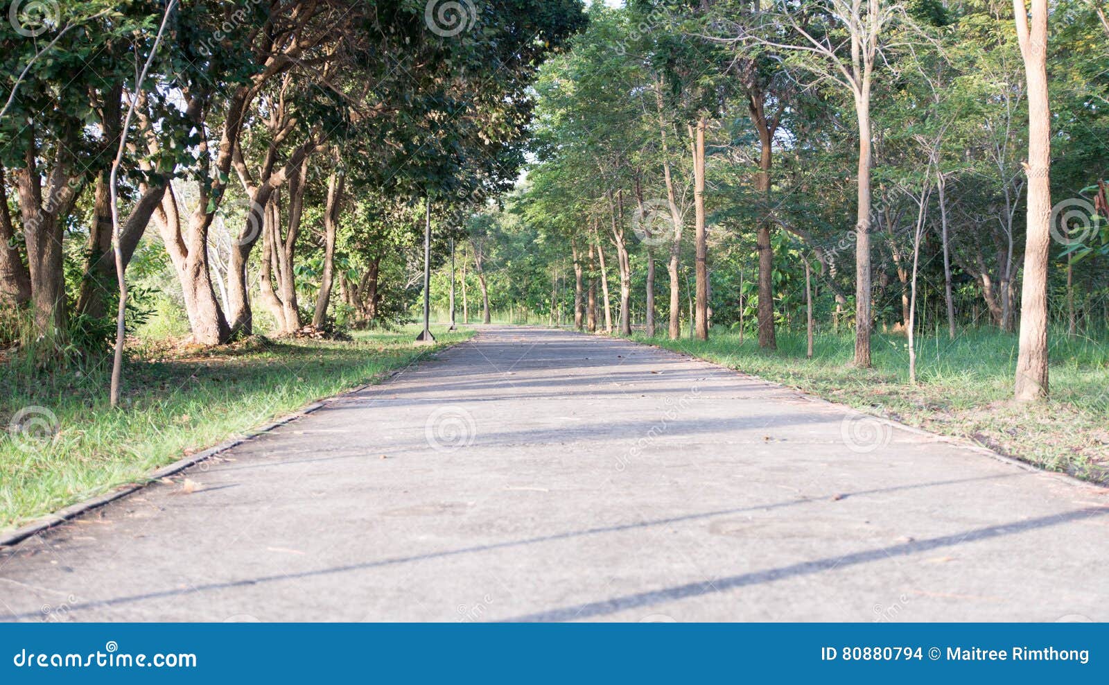 Landscape of Straight Road Under the Trees Road Tree Stock Photo ...