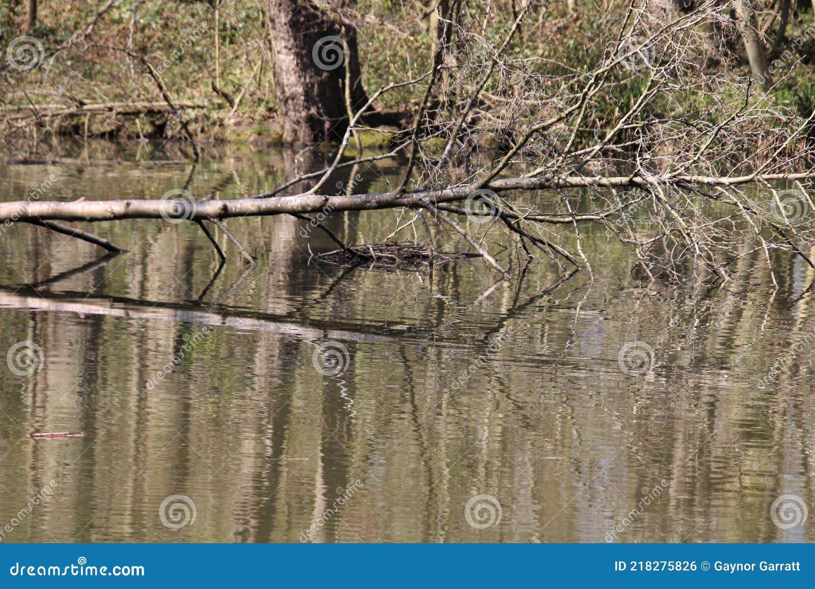 Landscape Stream through Trees Stock Photo - Image of branched, trees ...