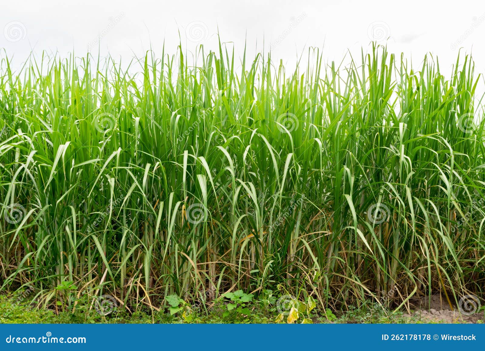 Landscape of Sugar Cane Plantation Stock Photo - Image of cane, scenic ...