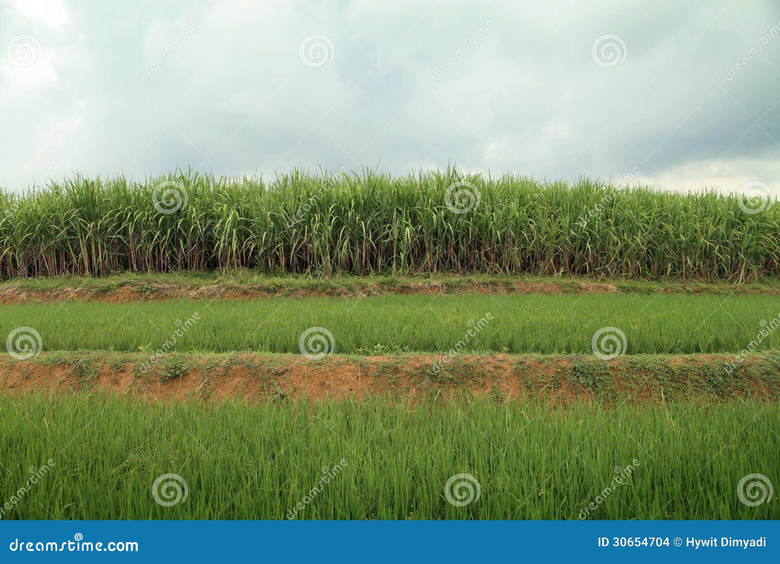 Landscape of Sugarcane Field Stock Photo - Image of sugar, agriculture ...
