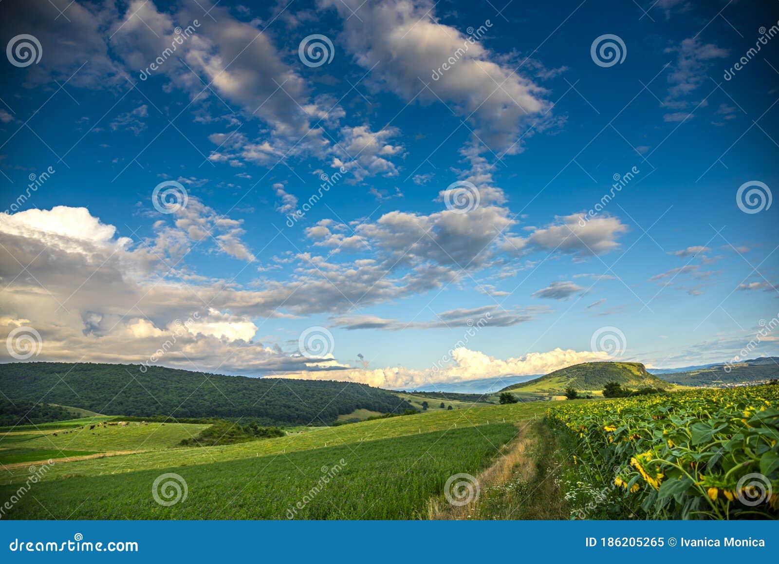 Landscape in he Summer at the Sunset Stock Image - Image of samazing ...