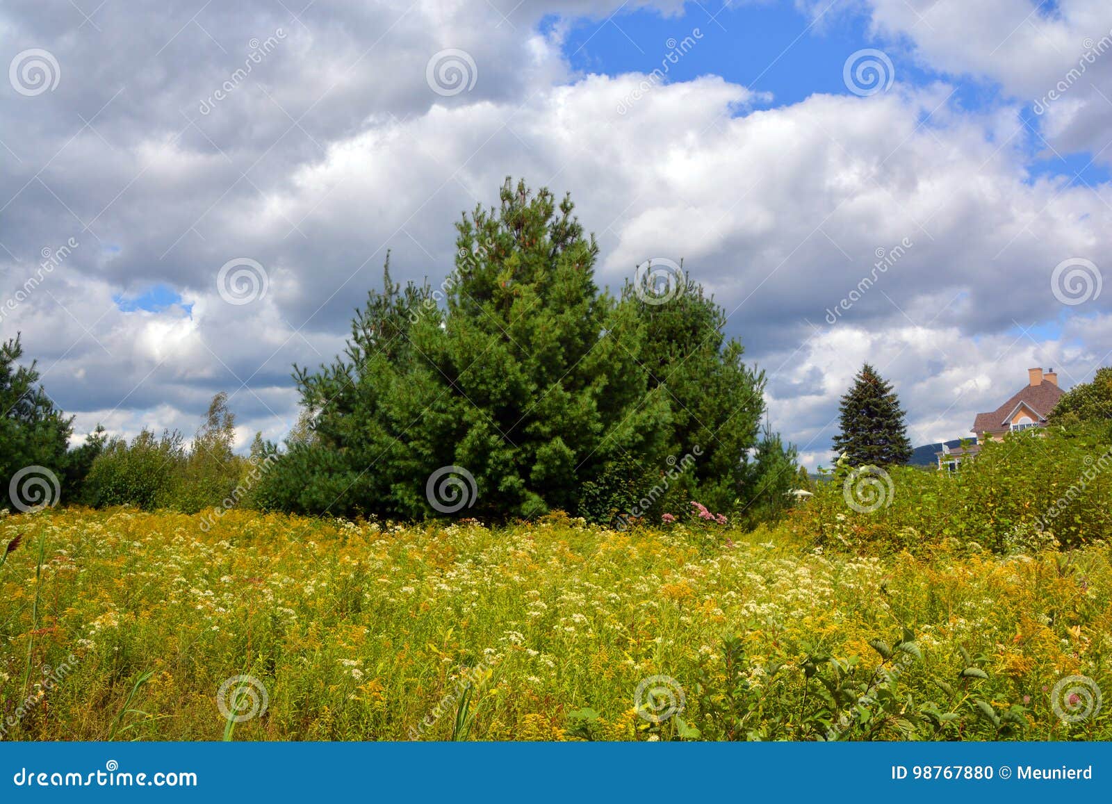 Landscape in summer time stock photo. Image of horizon - 98767880