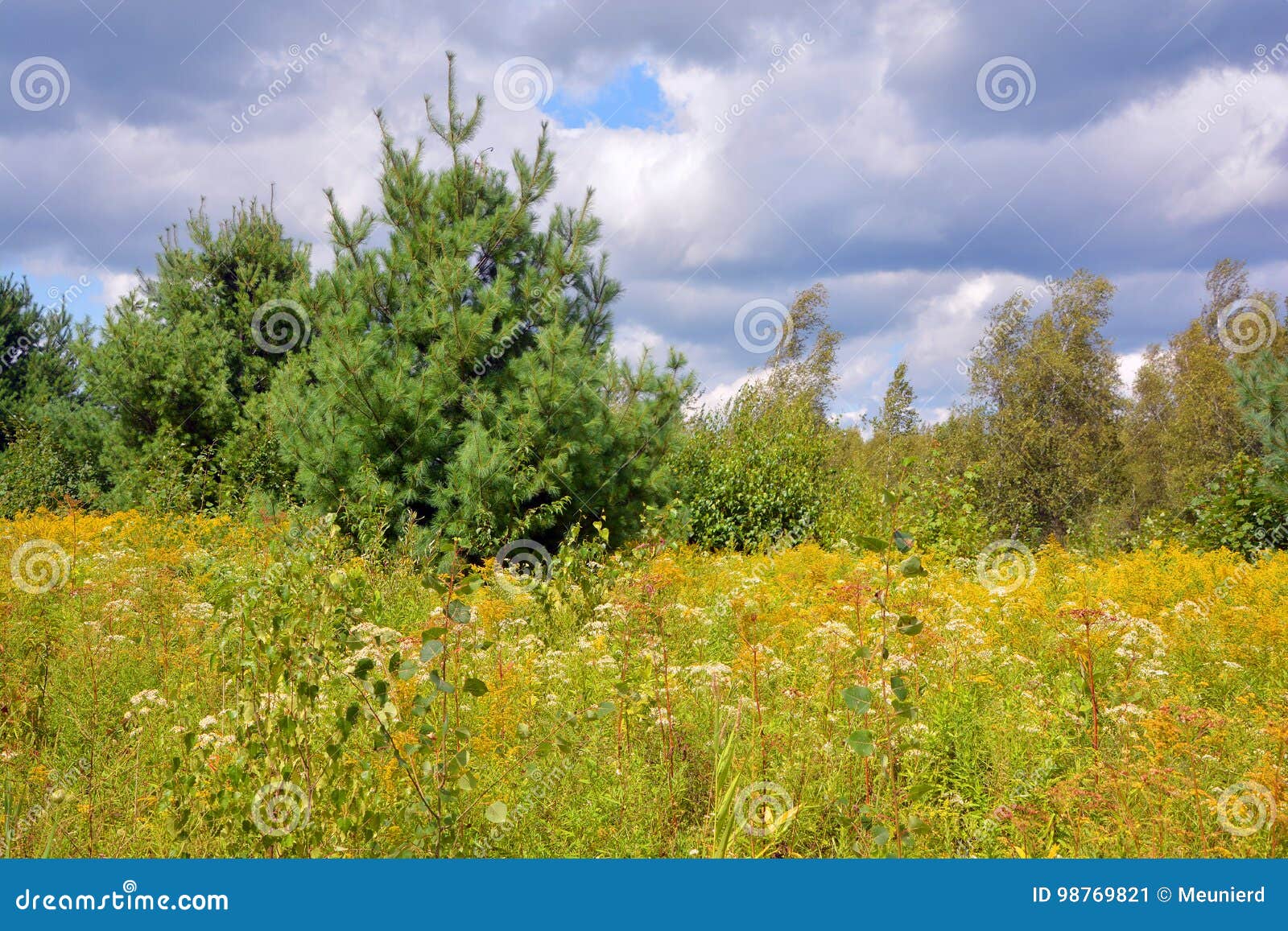 Landscape in summer time stock image. Image of meadow - 98769821