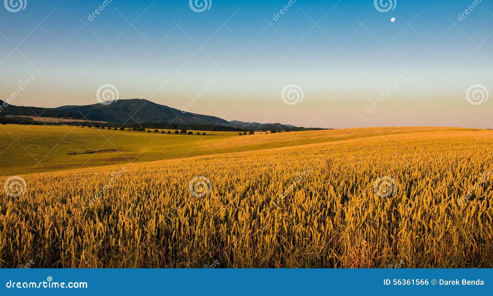 Landscape at Sun with Fields and Trees Stock Photo - Image of please ...
