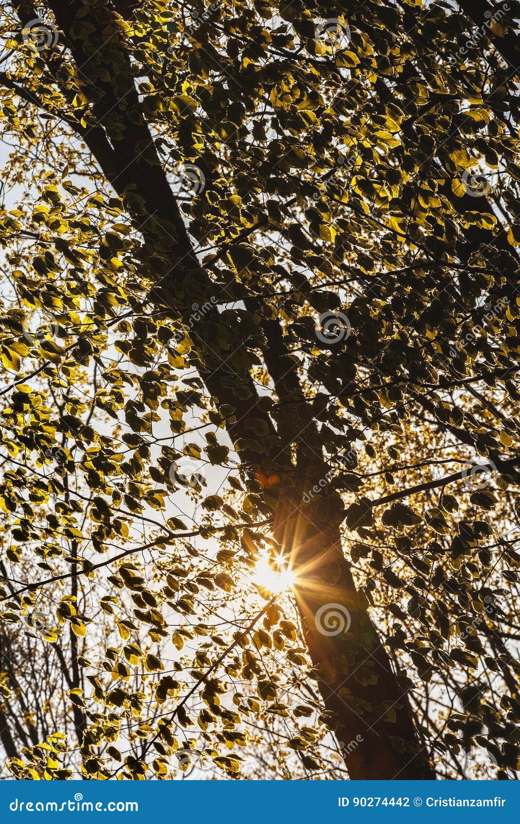 Landscape with Sun Shining through Tree Branches Stock Photo - Image of ...
