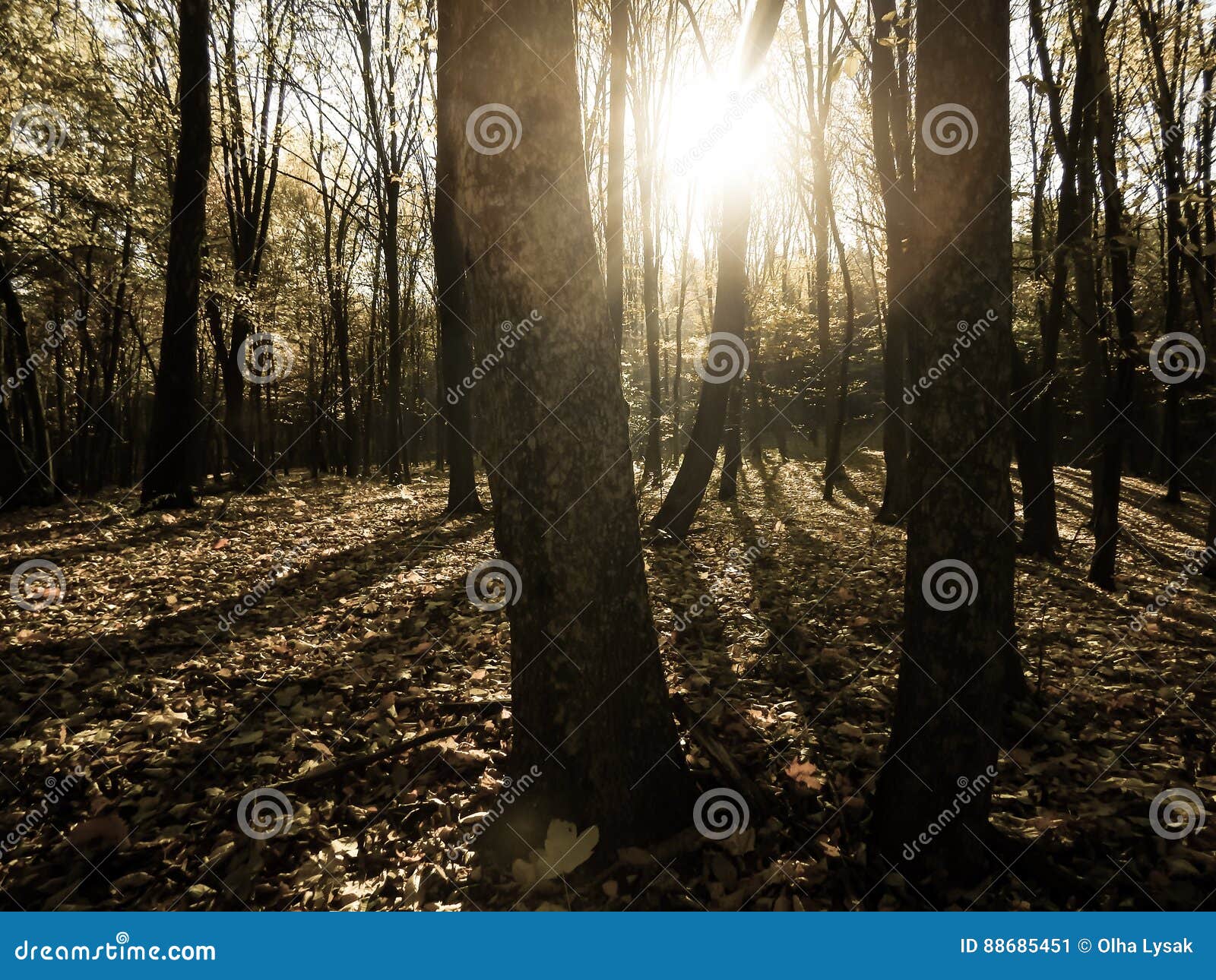 Landscape Sun through the Trees in the Forest Stock Image - Image of ...