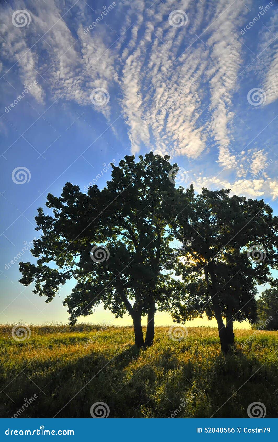 Landscape with Sun through the Trees Stock Photo - Image of cloud ...