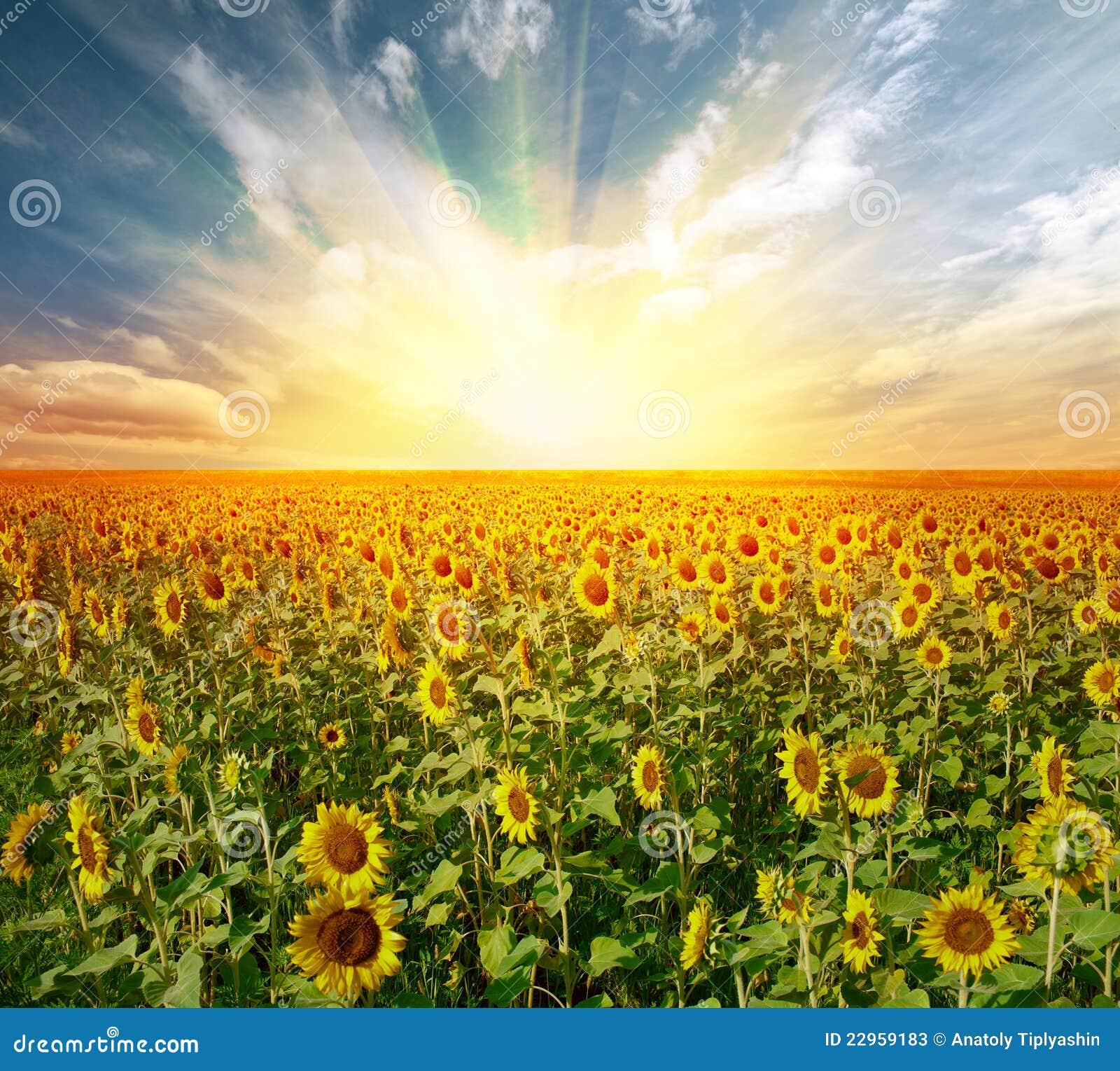 Landscape sunflower field stock image. Image of growth - 22959183