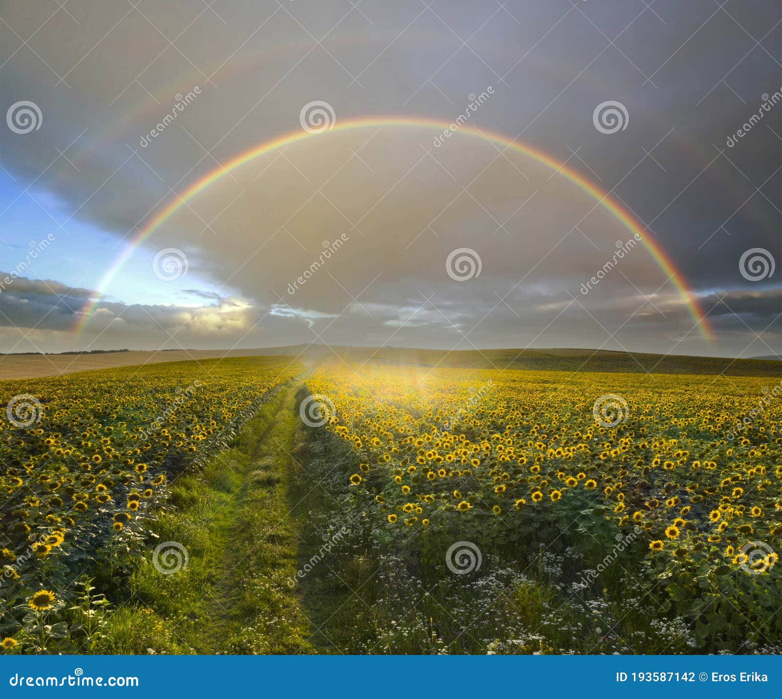 Landscape with Sunflower Field and Rainbow Stock Photo - Image of ...
