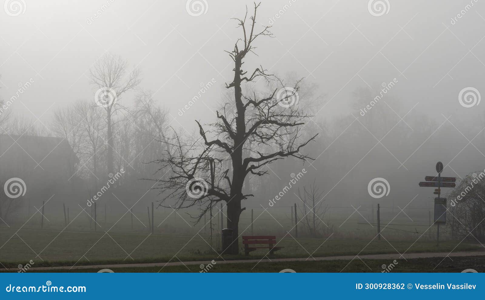 Landscape Sunk in Dense December Fog Stock Photo - Image of nature, autumn: 300928362