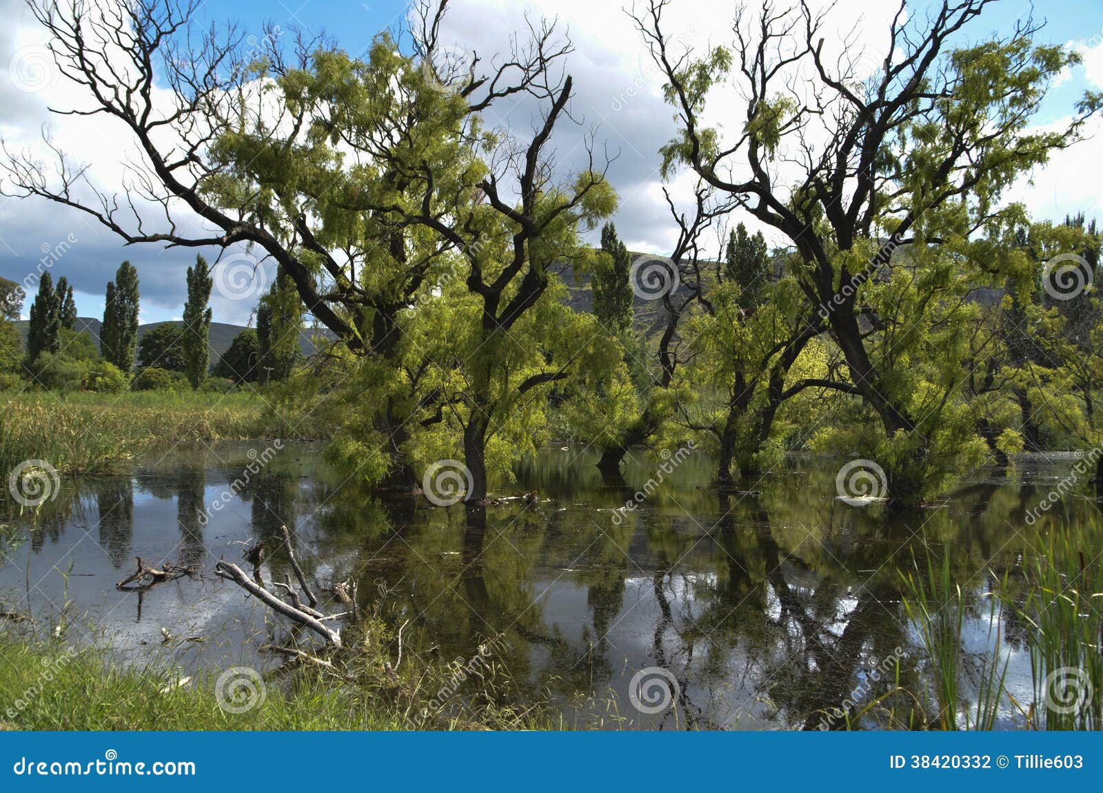 Landscape of Sunken Trees Near Clearens Stock Photo - Image of water ...