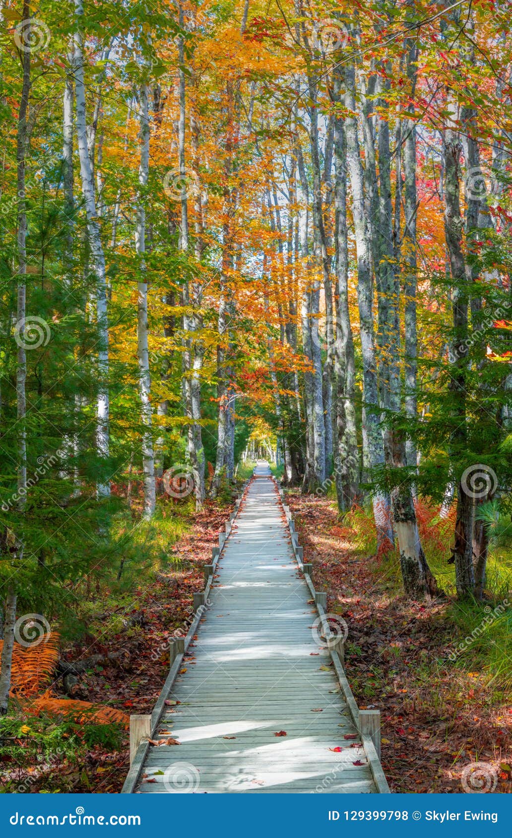 Autumn sunset colors stock photo. Image of outdoors - 129399798