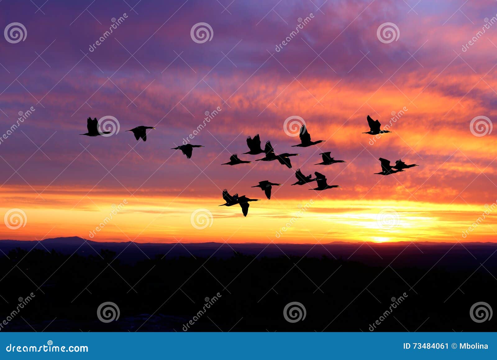 Landscape during Sunset with Flying Birds Stock Image - Image of ...